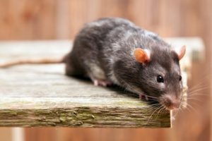 How to tell if you have rats in your house – Creative Home